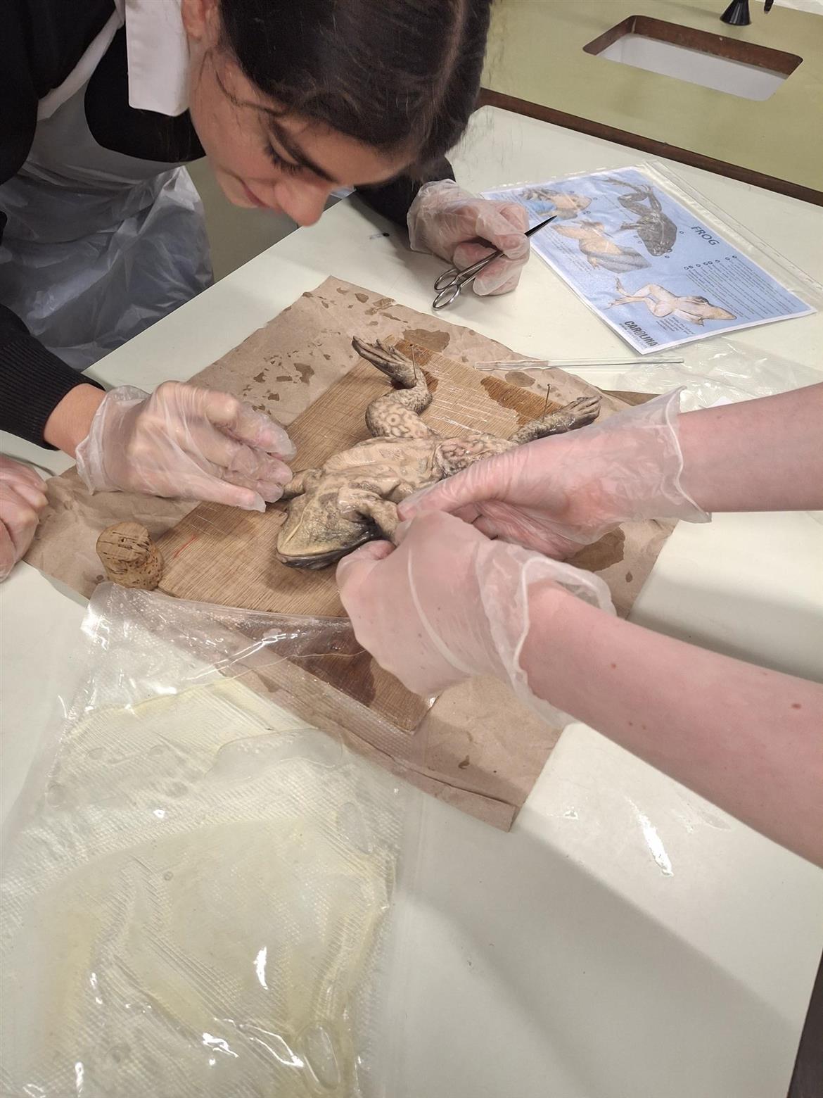 18/10/2024 - Dissection Club goes from strength to strengthNews | News ...